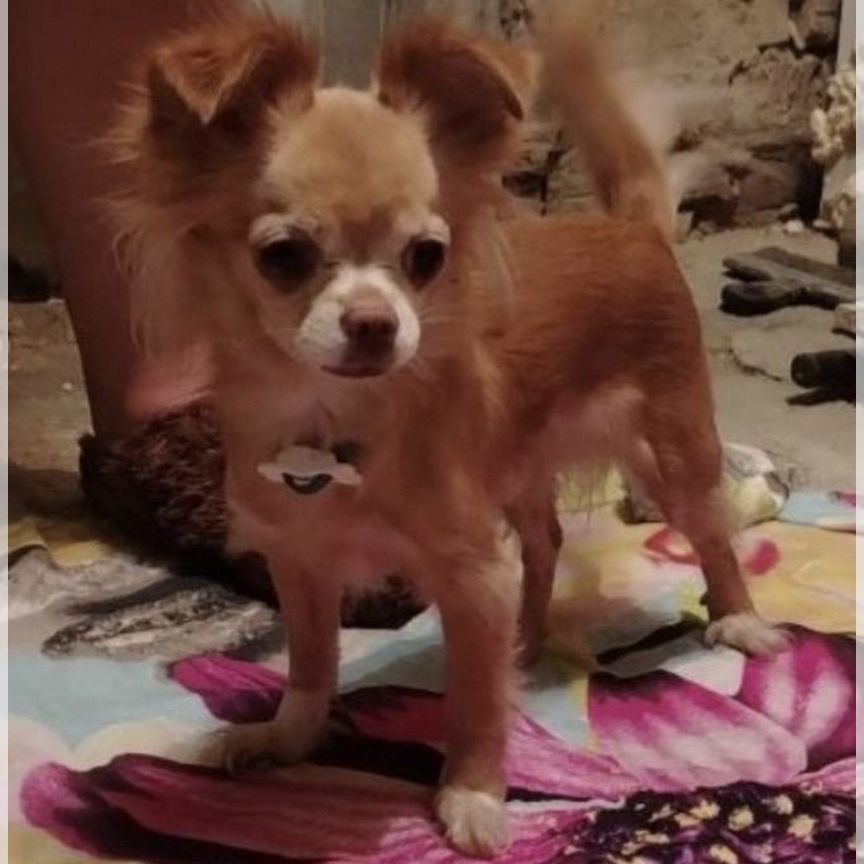 Чихуахуа, щенок