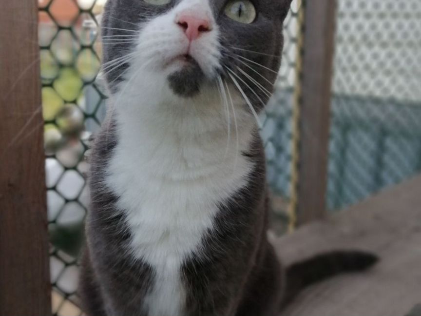 В добрые руки