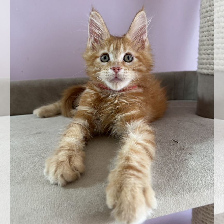 Мейн-кун котёнок