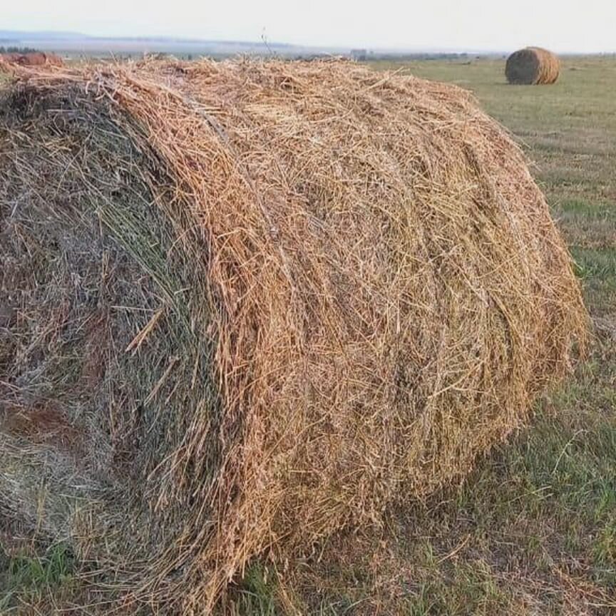 Продается сено