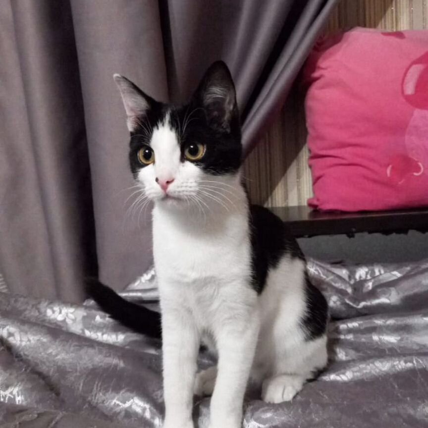 Черно белое чудо в дом