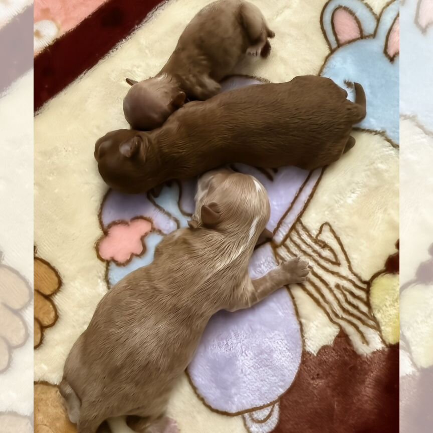 Мальтипу, щенок