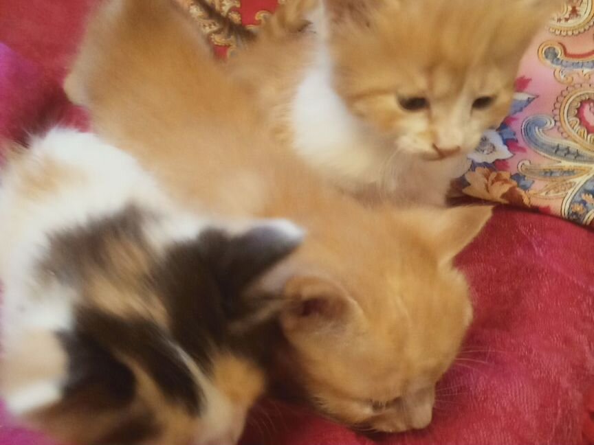 Котята солнышки -домашние