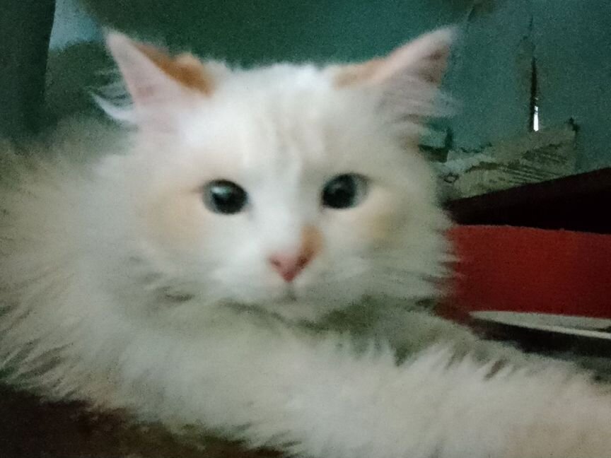 Котëнок в добрые ручки