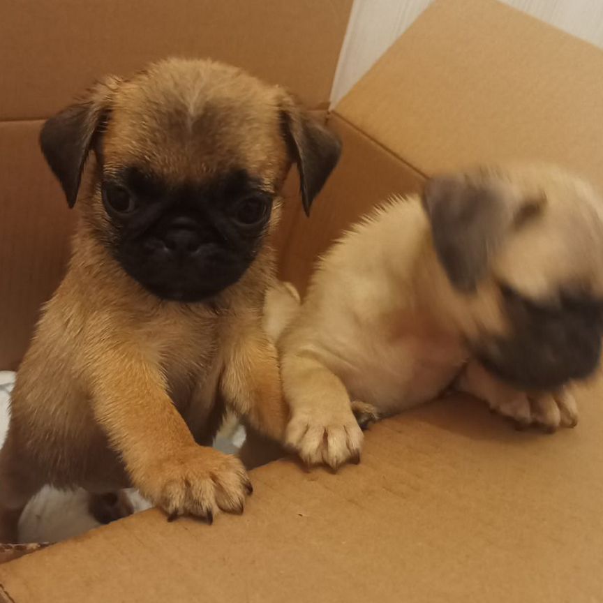 Мопс, щенок