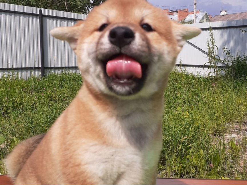 Щенки сиба / шиба ину - маленькие пухляши