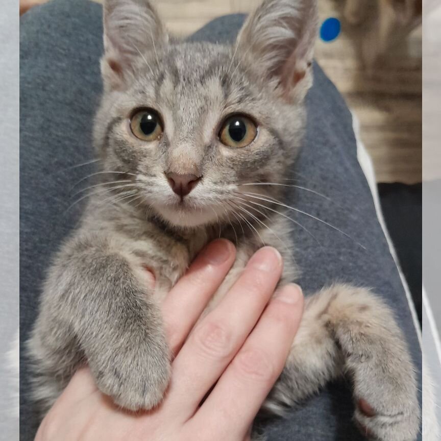 Котёнок Пух в поиске своей семьи