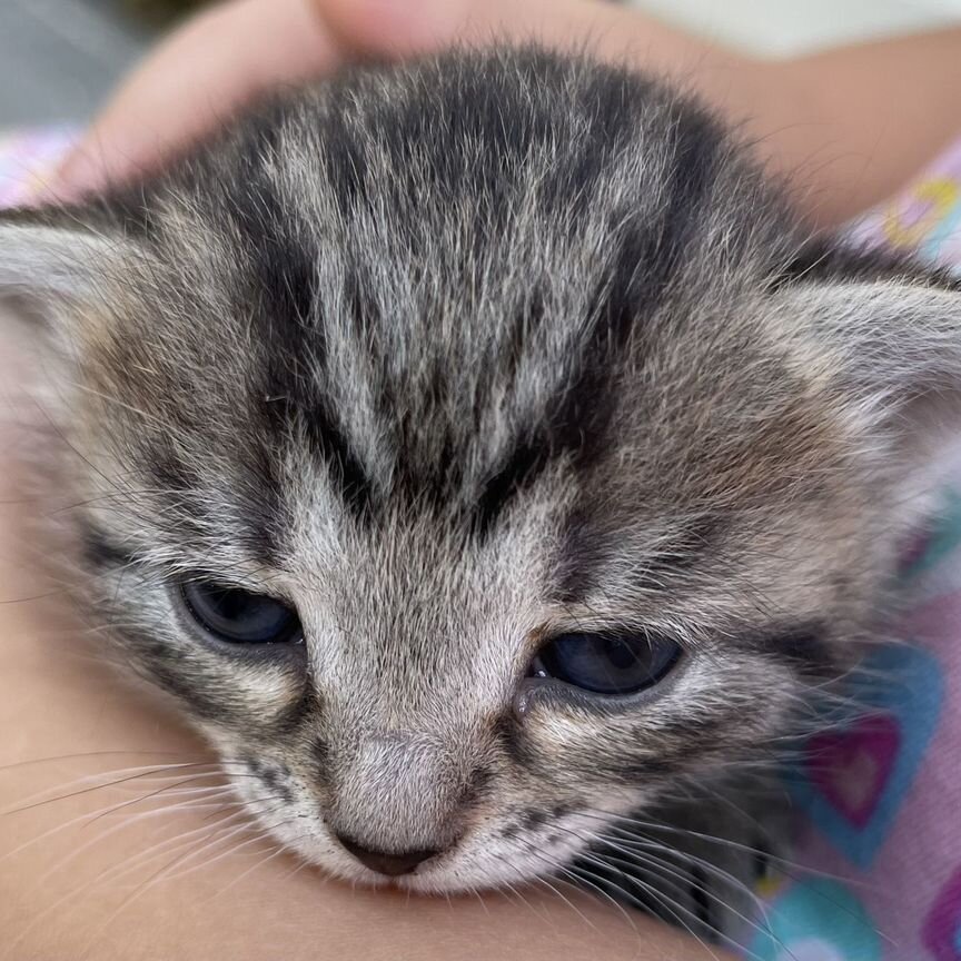 Спасите котят