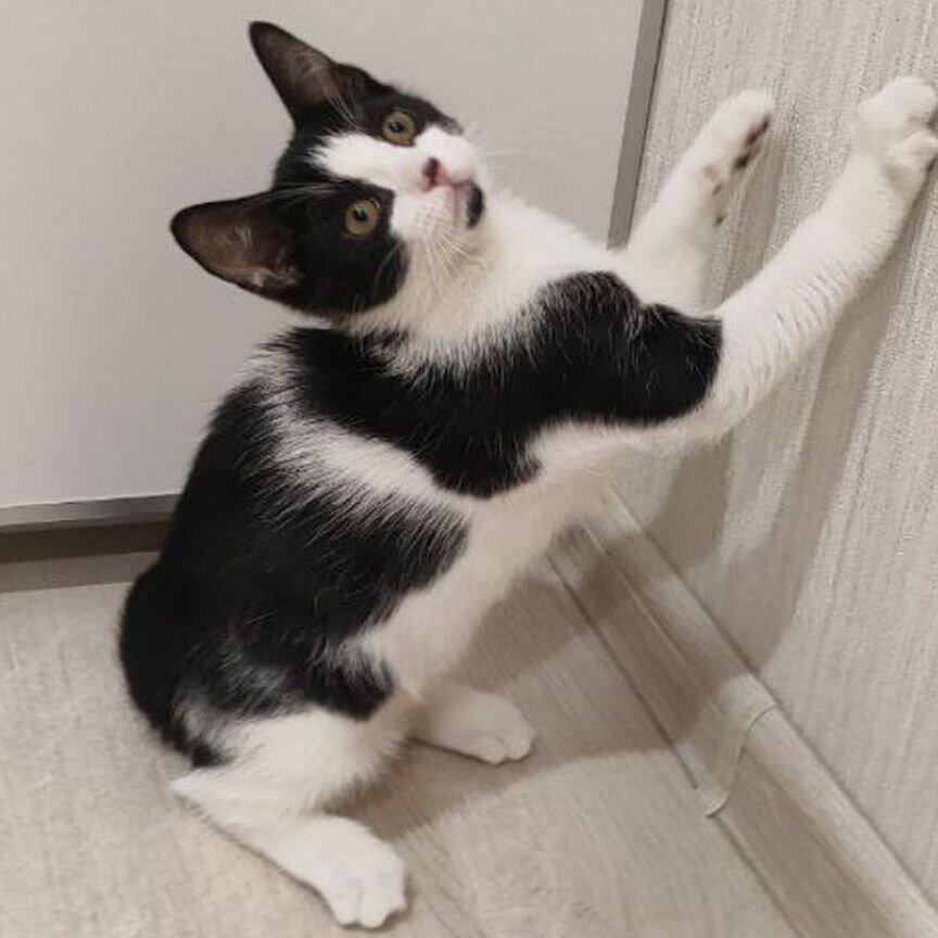 Котёнок в добрые руки