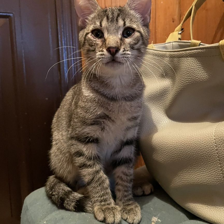 Котенок мальчик 4 месяца