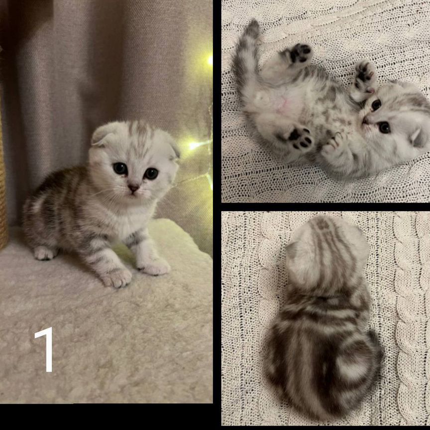 Шотландский вислоухий короткошёрстный котёнок