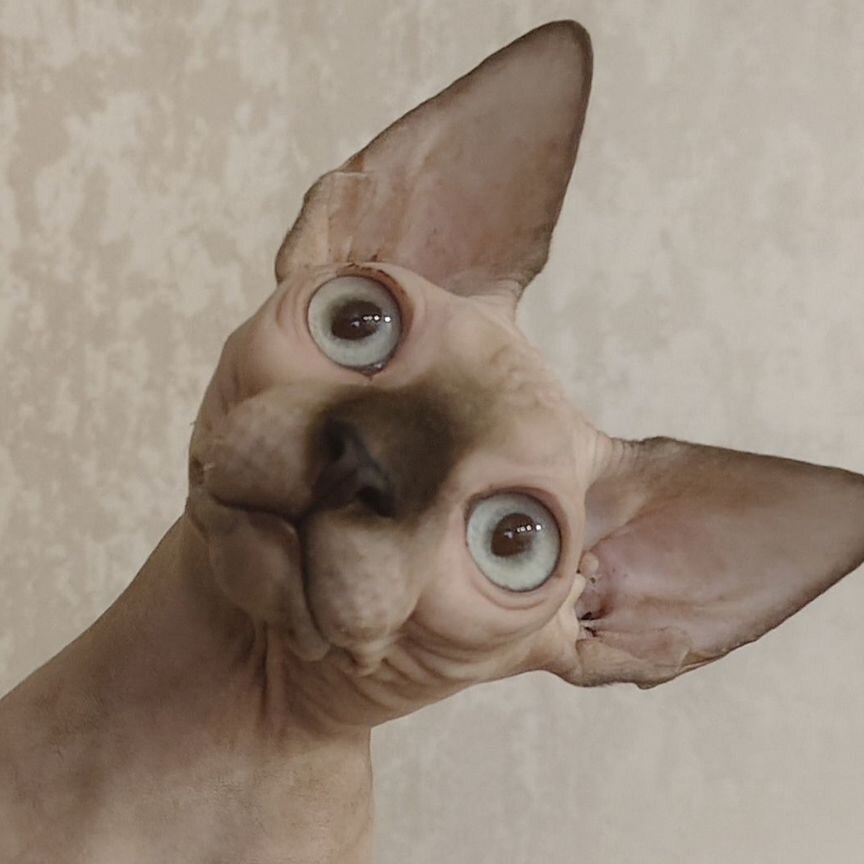 Канадский сфинкс котёнок