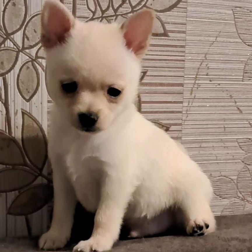 Чихуахуа, щенок