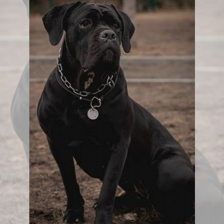 Кане-корсо, щенок