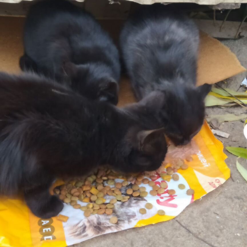 Мама кошка и детки котятки