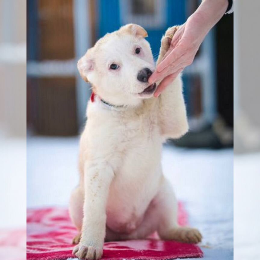 Щенок в добрые руки