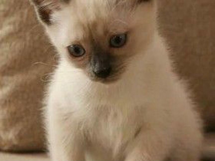 Тайский красавчик