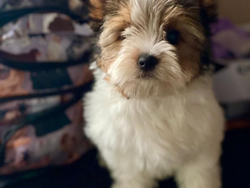 Бивер щенок