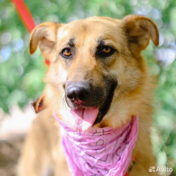 Собаке очень нужна семья