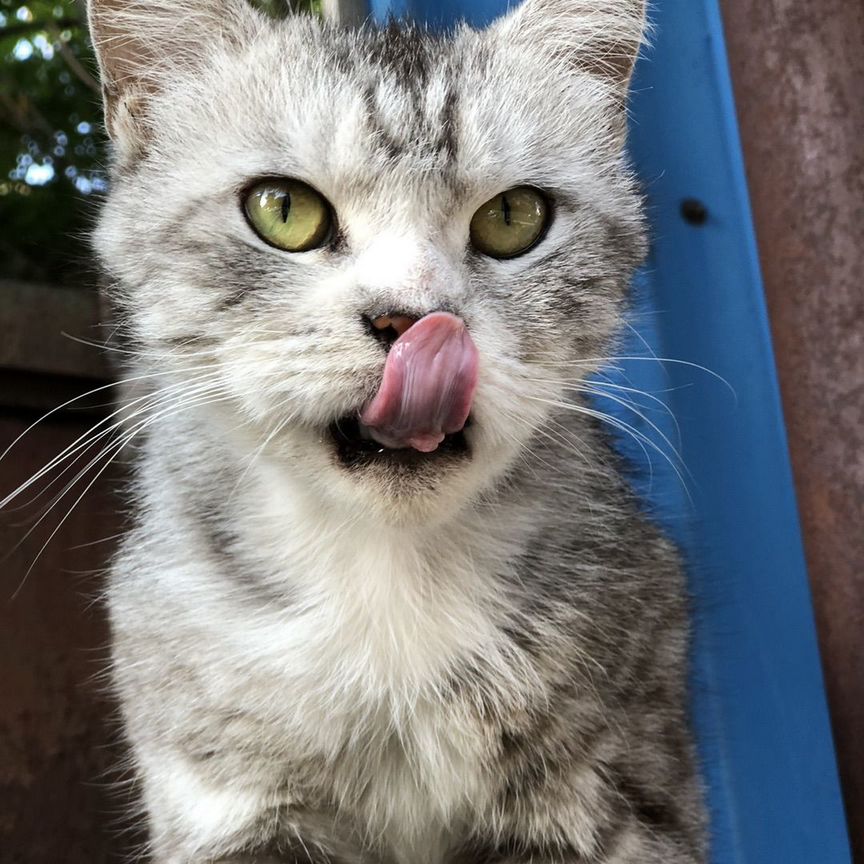 Европейская короткошерстная в дар