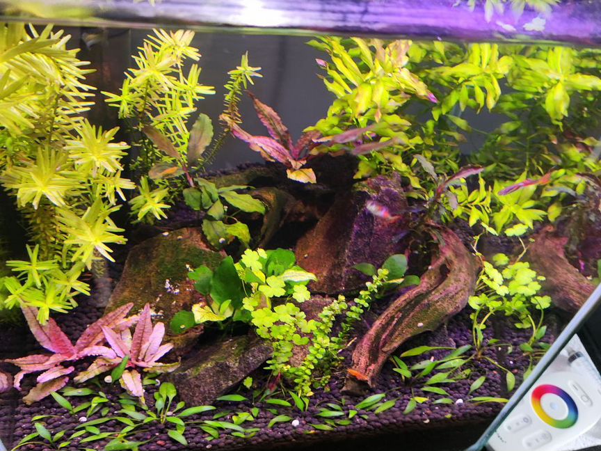 Аквариумные растения (прополка)