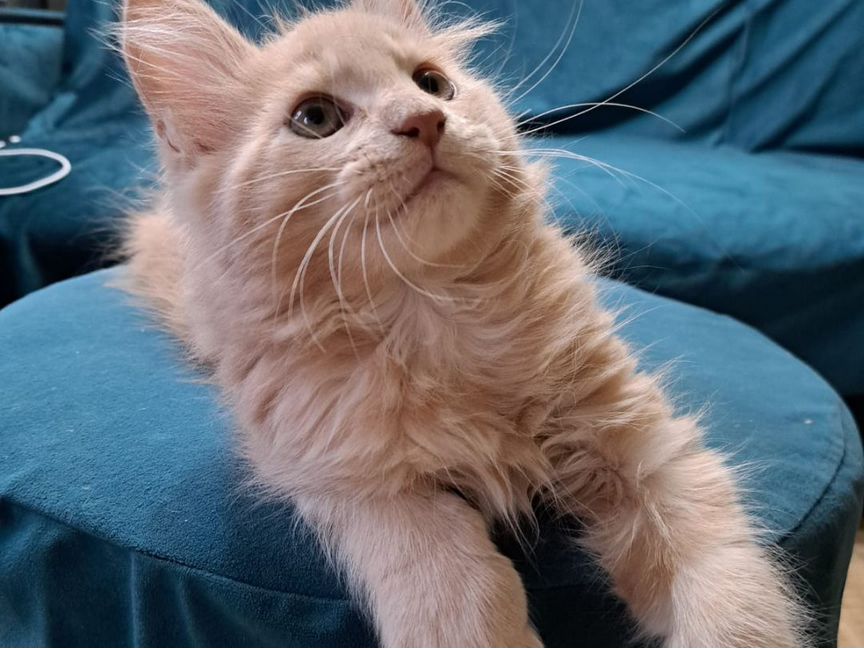Котята мейн-кун