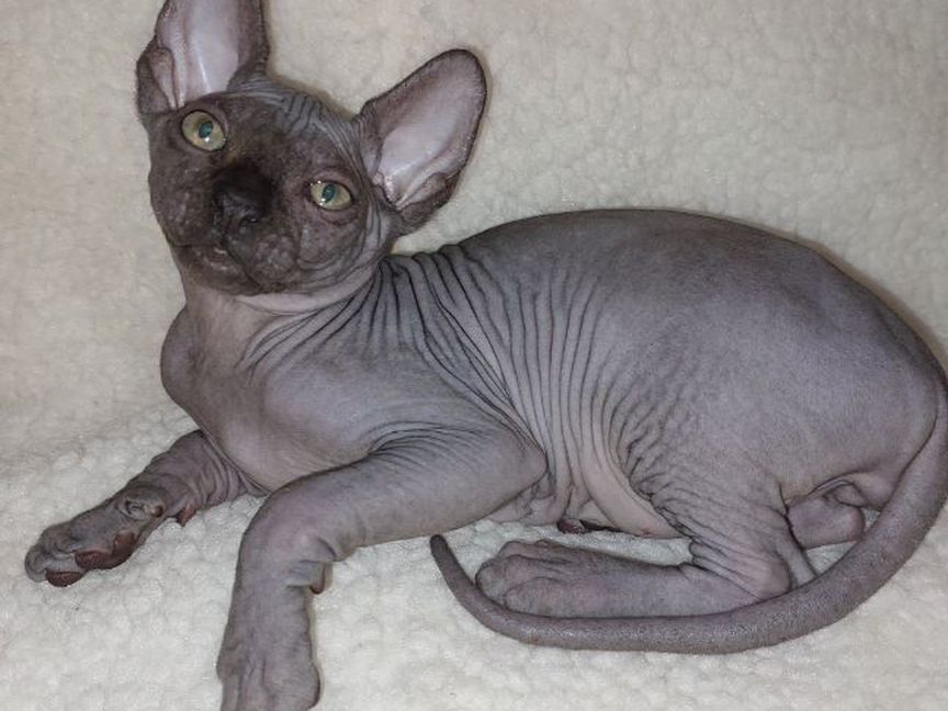 Канадский сфинкс