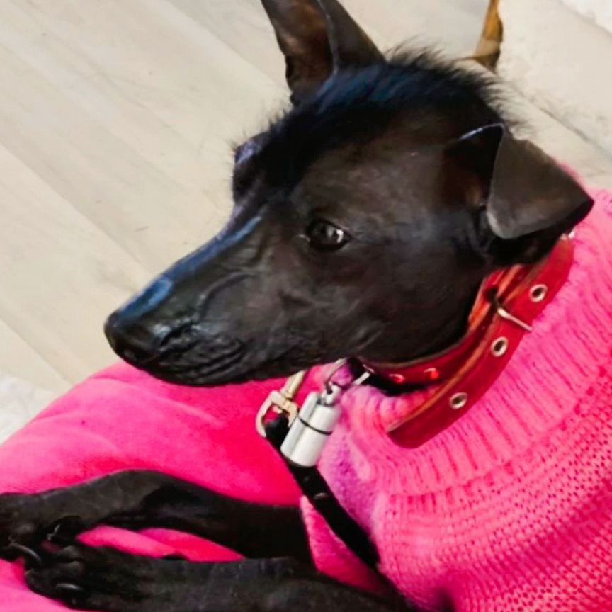 Ксолоицкуинтли