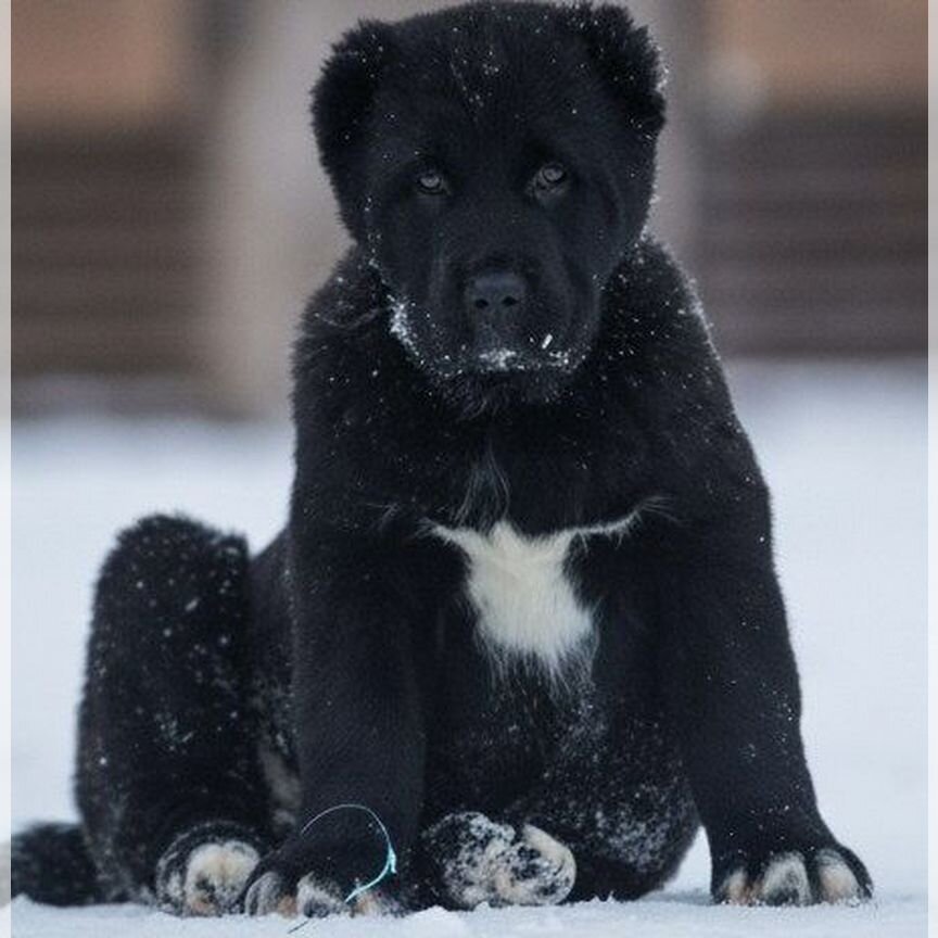 Среднеазиатская овчарка, щенок