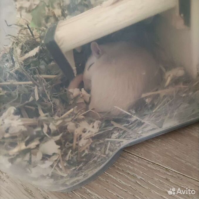 Отдам песчанок в добрые руки