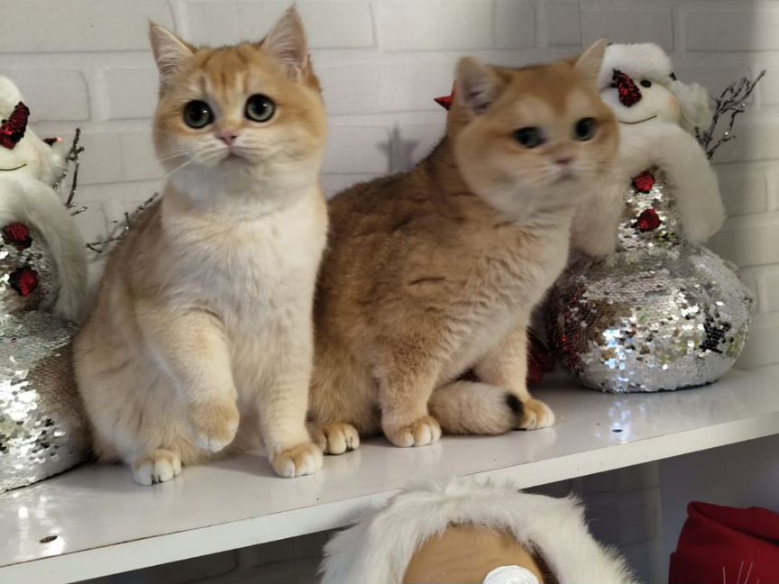 Британские подростки