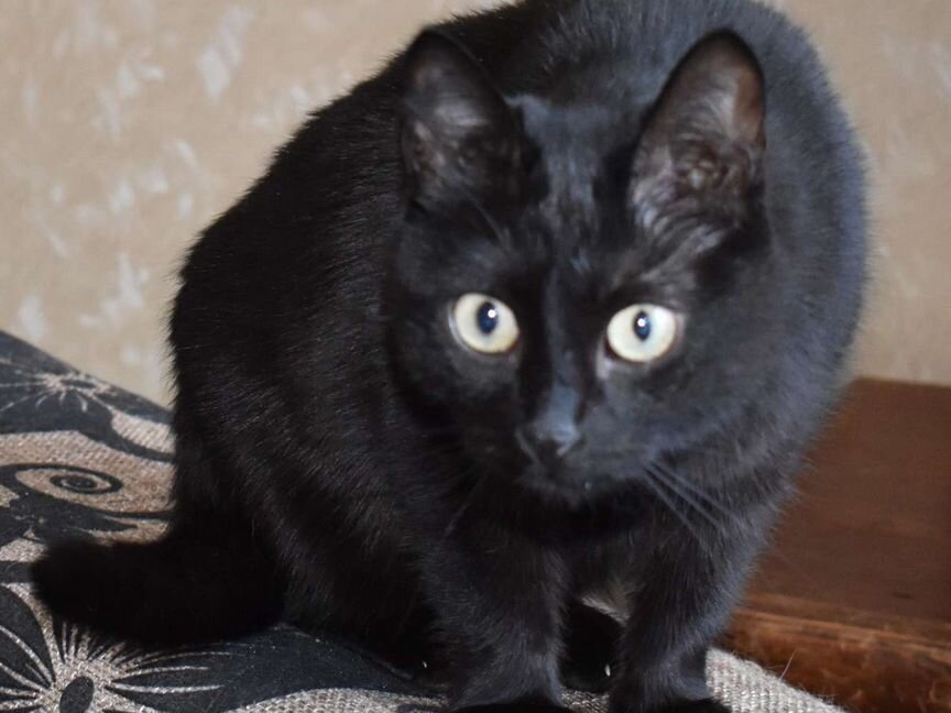 Кошка красавица