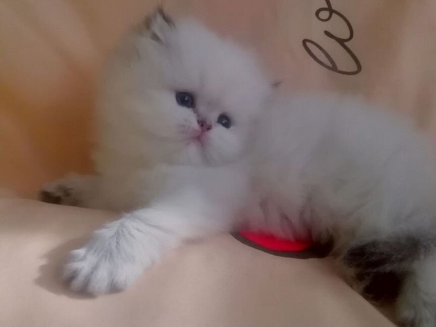 Котята золотая шиншилла