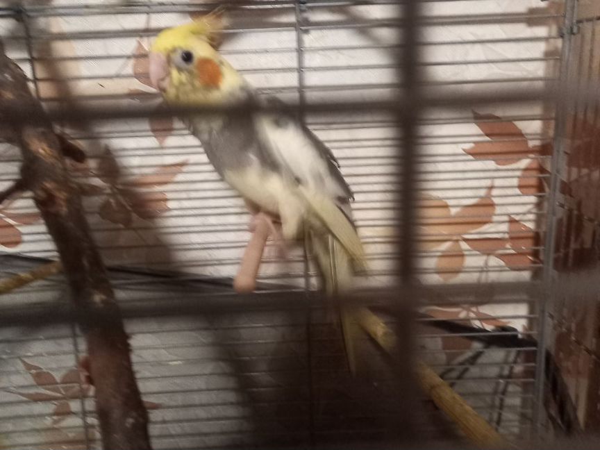 Попугай корелла