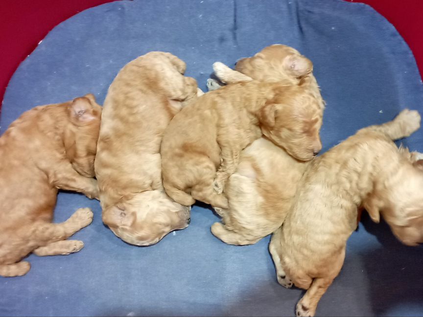 Карликовый пудель