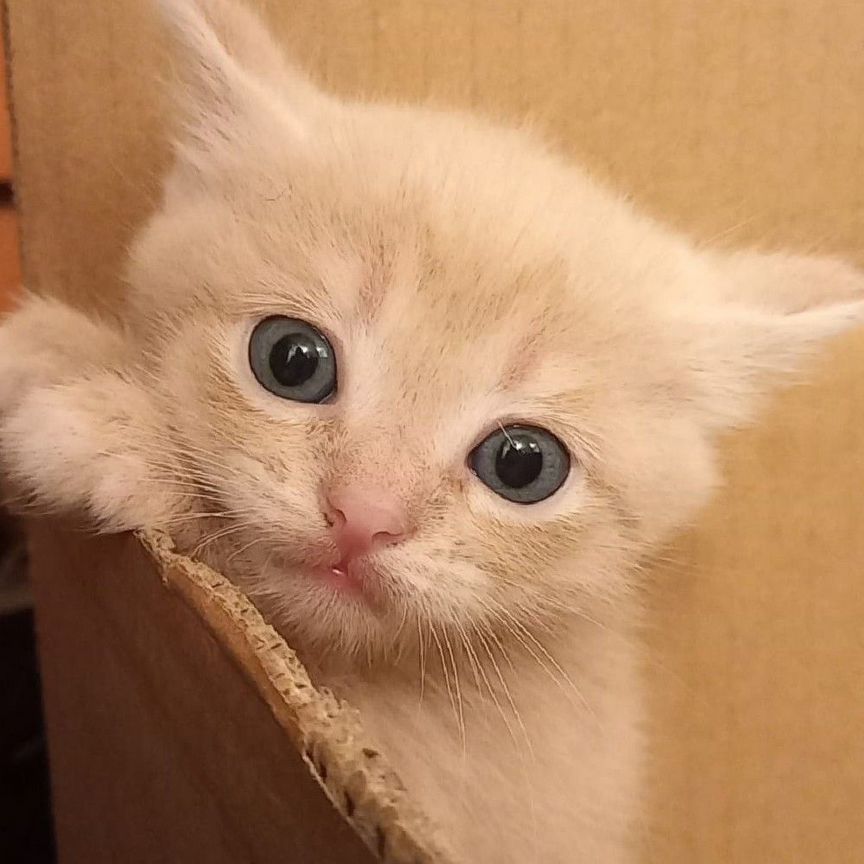 Котята в добрые руки бесплатно