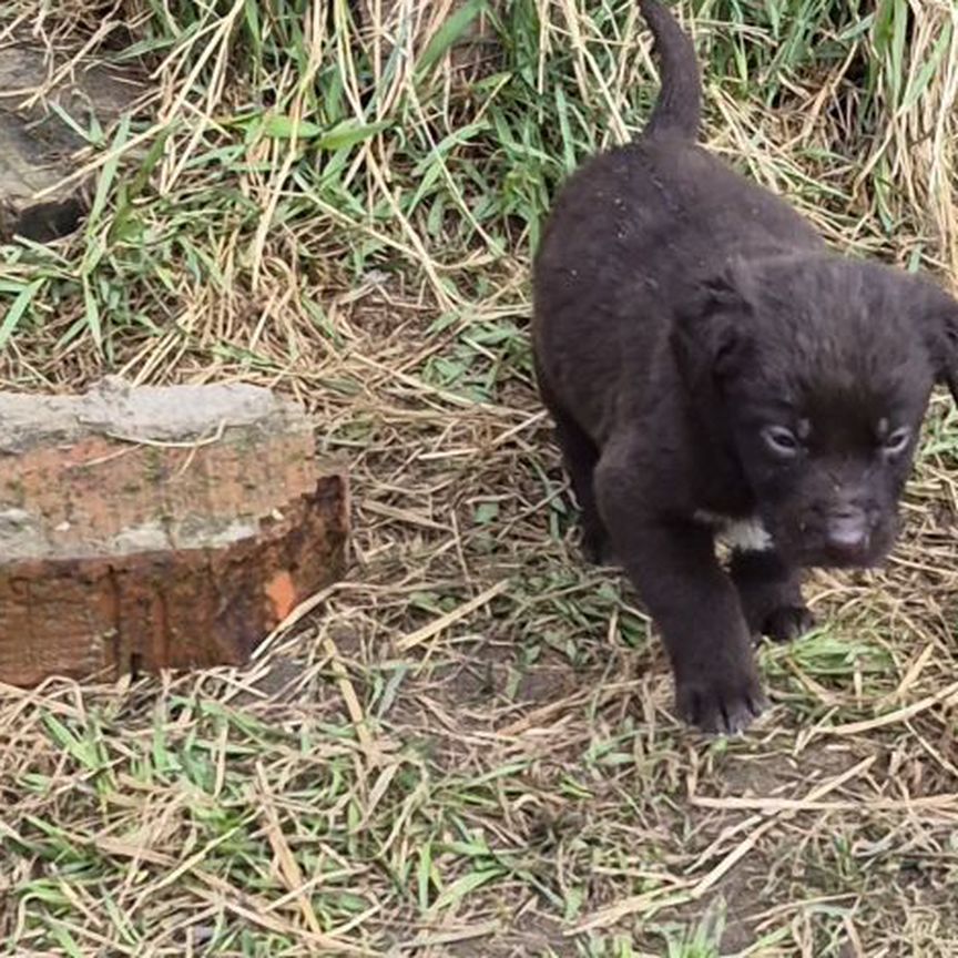 Дратхаар, щенок