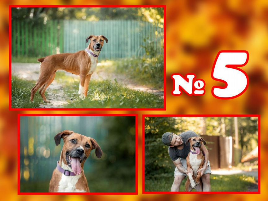 Собака в добрые руки