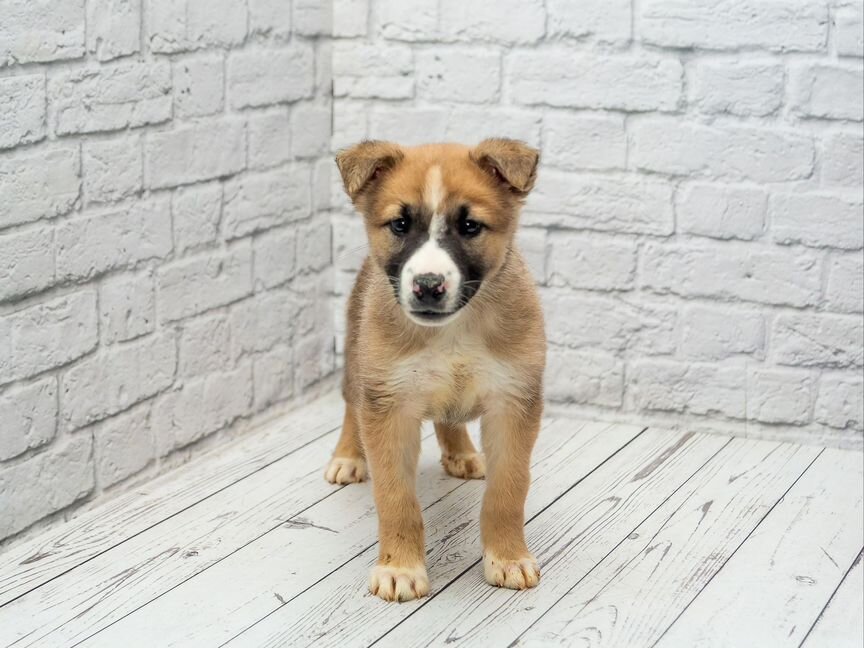 Щенок в добрые руки