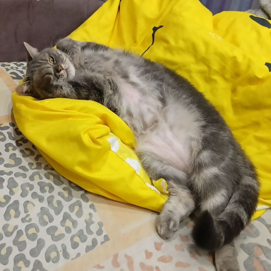 Отдам шотландскую кошку