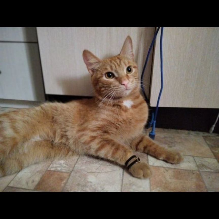 Котята в добрые руки бесплатно мальчик