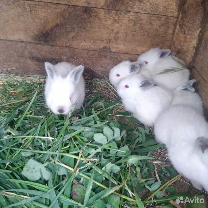 Продажа кроликов
