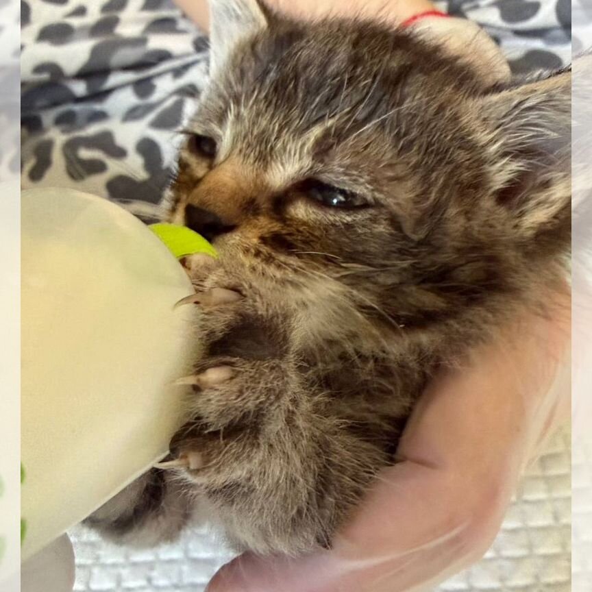 Котёнок в добрые руки