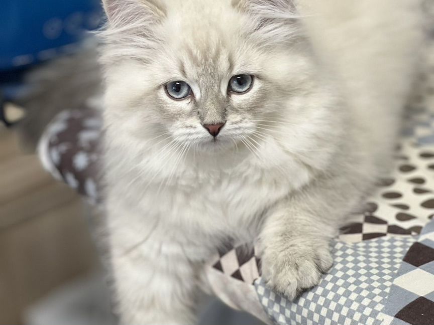Фьючерс Котик невский маскарадный