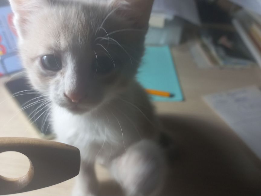 Котенок мальчик в дар