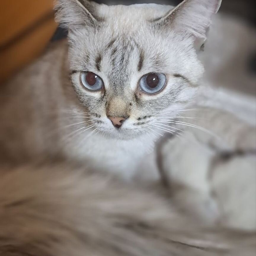 Невская маскарадная