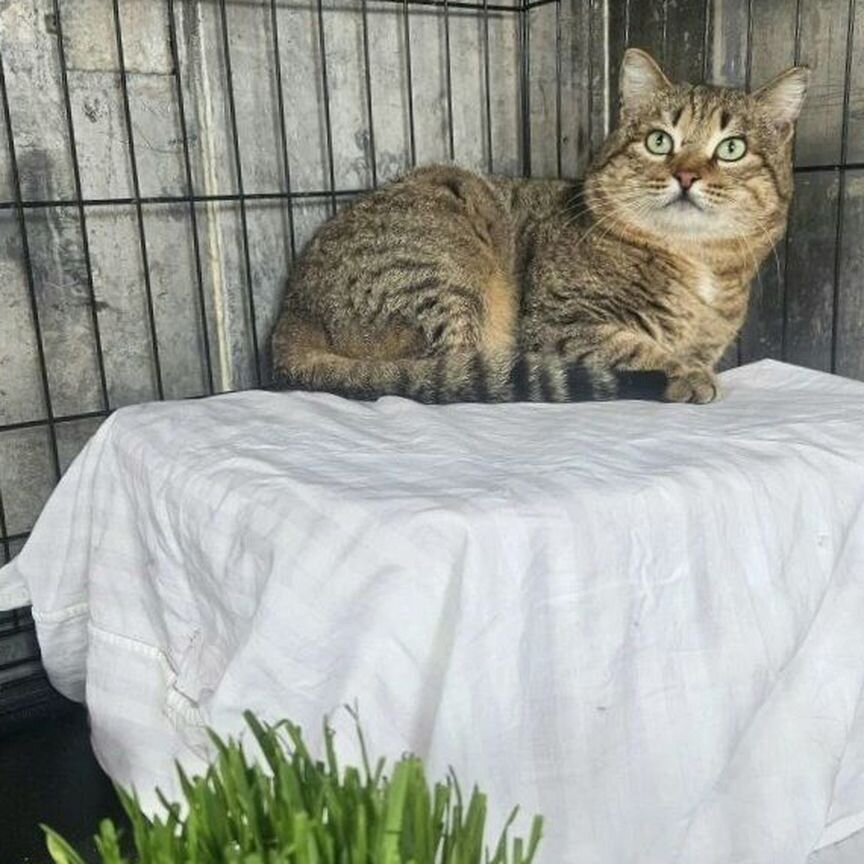 Взрослый кот в добрые руки