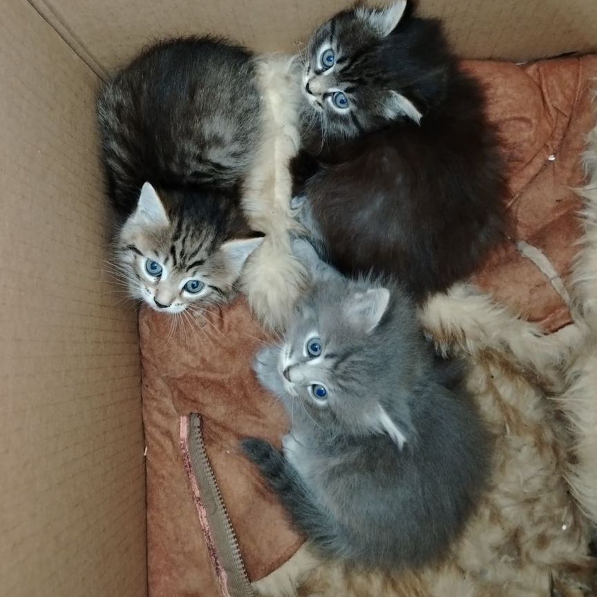 Котята
