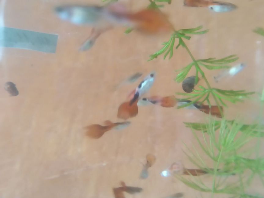 Аквариумные рыбки гуппи