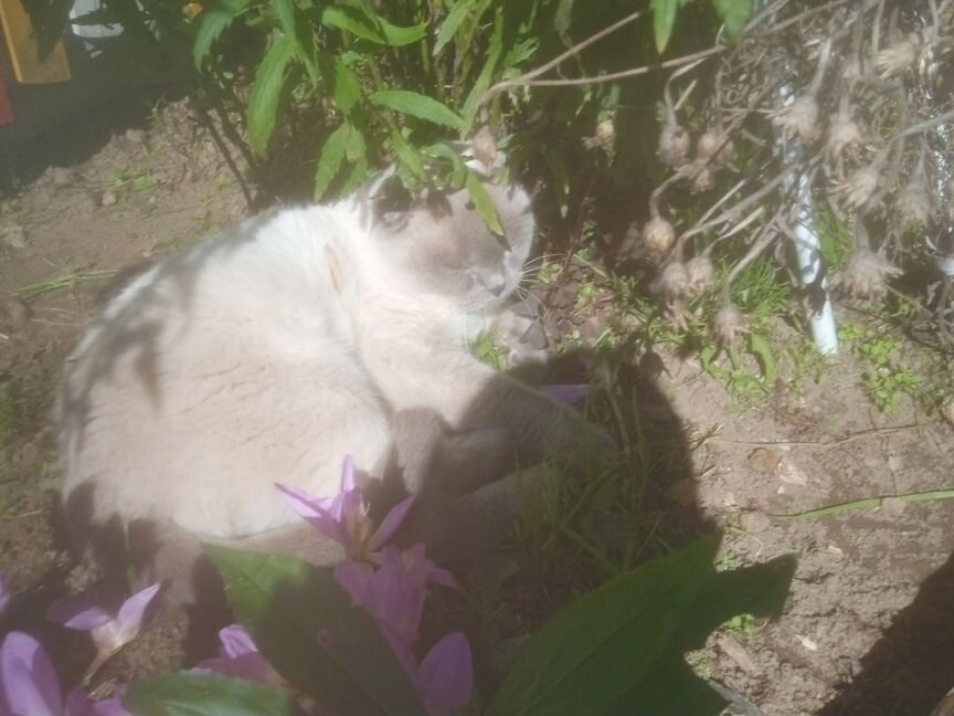 Куры домашним